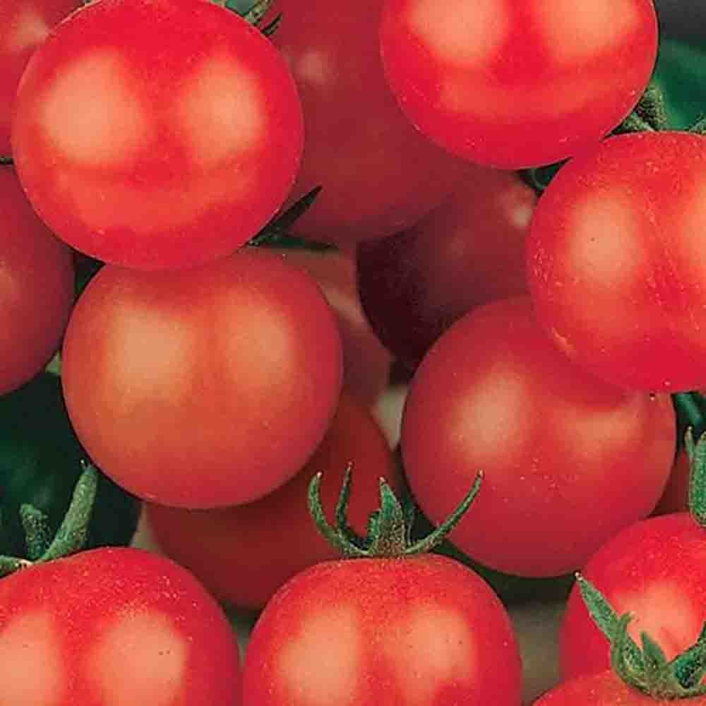 Mckenzie Tomato Tiny Tim Seed Packet - Livingstone Outdoor