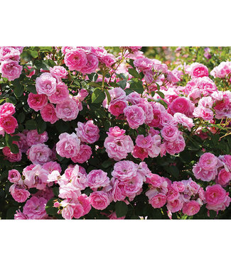 Roses - Livingstone Outdoor