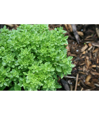 Herbs & Vegetables - Livingstone Outdoor