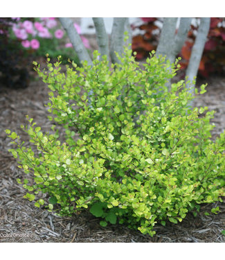 Shrubs - Livingstone Outdoor