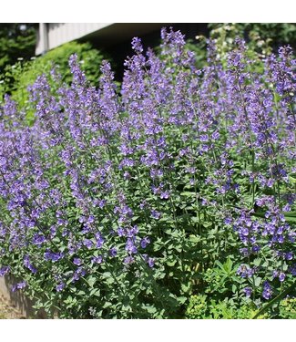 Perennials - Livingstone Outdoor