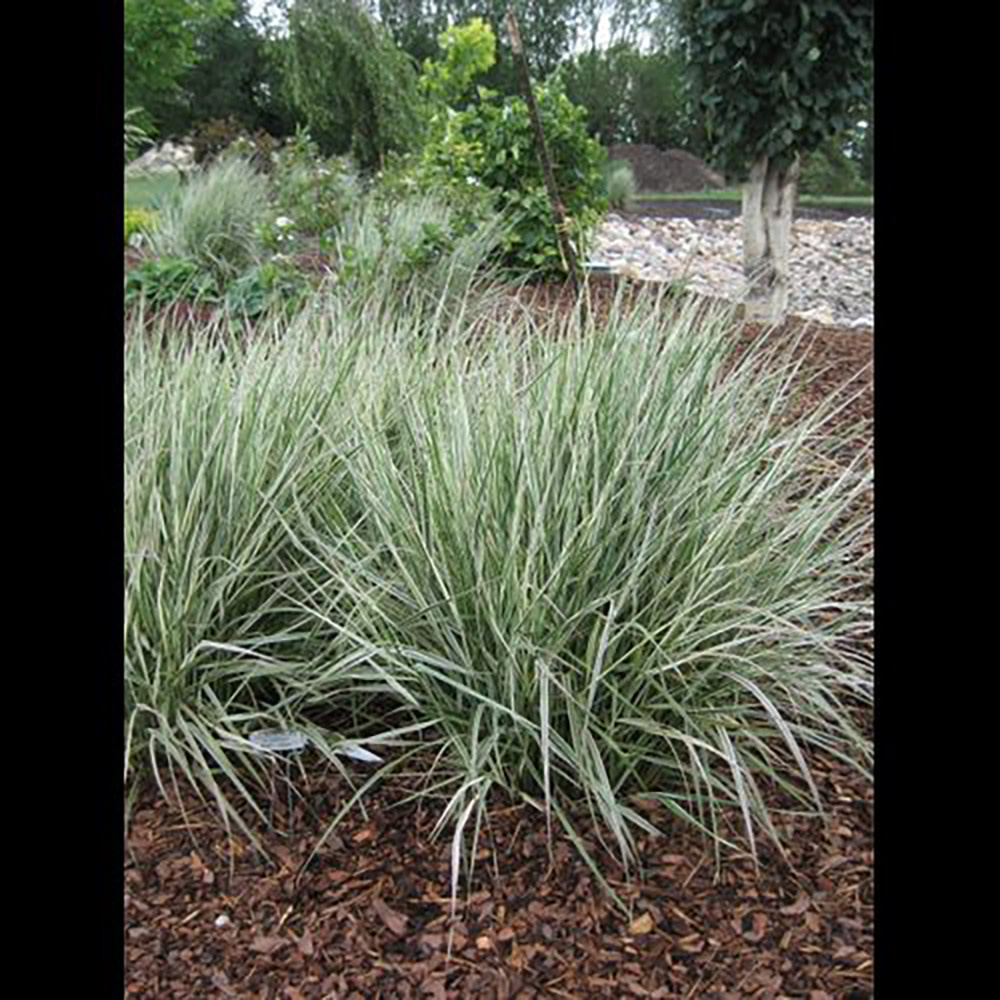 Variegated Feather Reed Grass (Calamagrostis x acutiflora 'Overdam ...