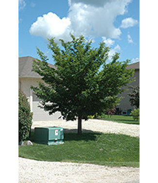 Shade Trees - Livingstone Outdoor