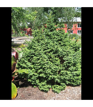 Shrub - Livingstone Outdoor