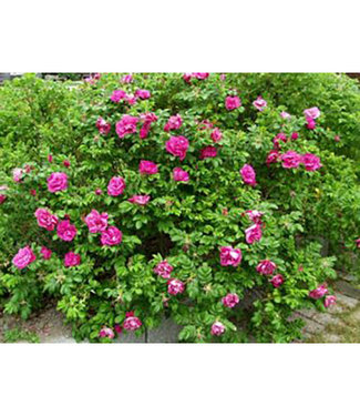 Roses - Livingstone Outdoor