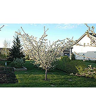 Fruit Trees - Livingstone Outdoor
