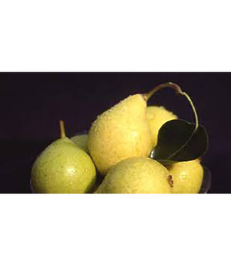 Fruit Trees - Livingstone Outdoor