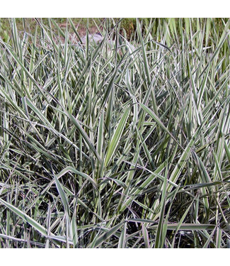 Grasses - Livingstone Outdoor