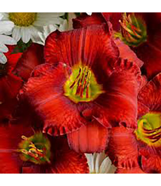 Daylily - Livingstone Outdoor Ltd.