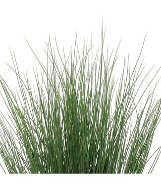 Grasses - Livingstone Outdoor