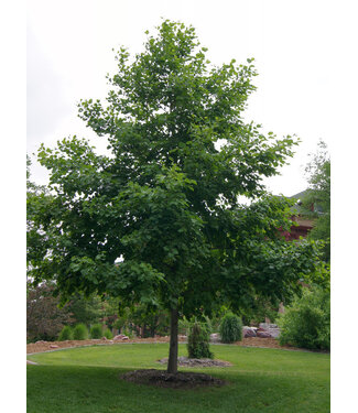 Shade Trees - Livingstone Outdoor