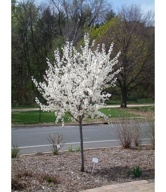 Flowering Trees - Livingstone Outdoor