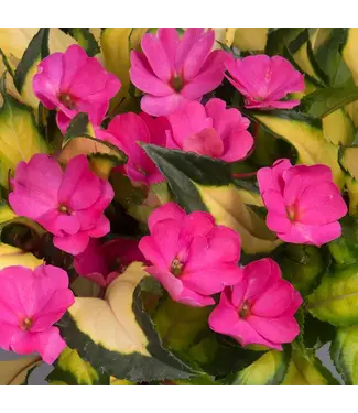 Annuals - Livingstone Outdoor