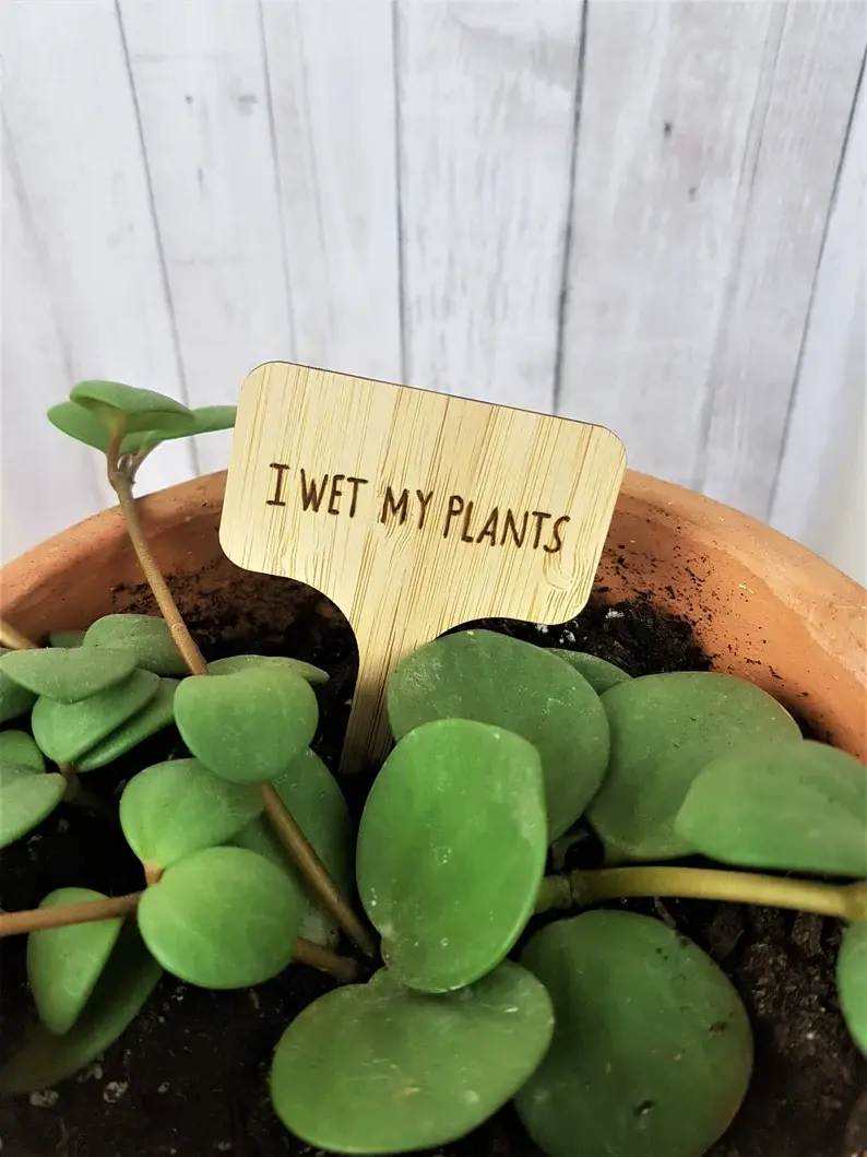 Plant Tag - Livingstone Outdoor