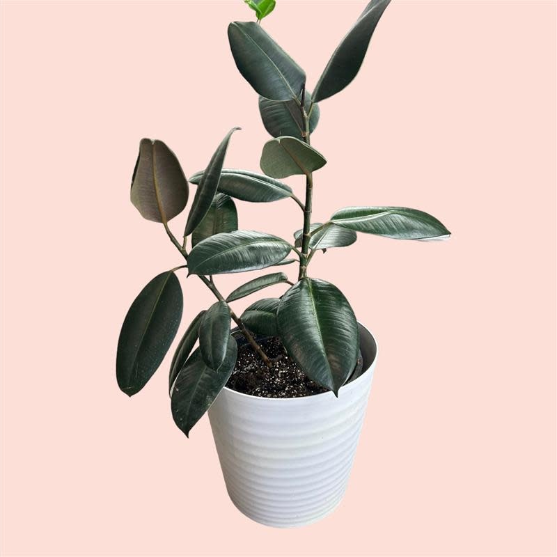 Burgundy Rubber Tree 2 Gallon - Livingstone Outdoor