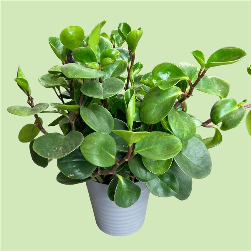 Peperomia Obtipan Plant 6" - Livingstone Outdoor