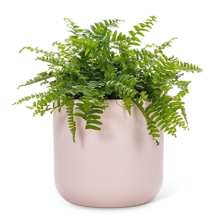 Extra Large Classic Planter Pink - 7.75" - Livingstone Outdoor