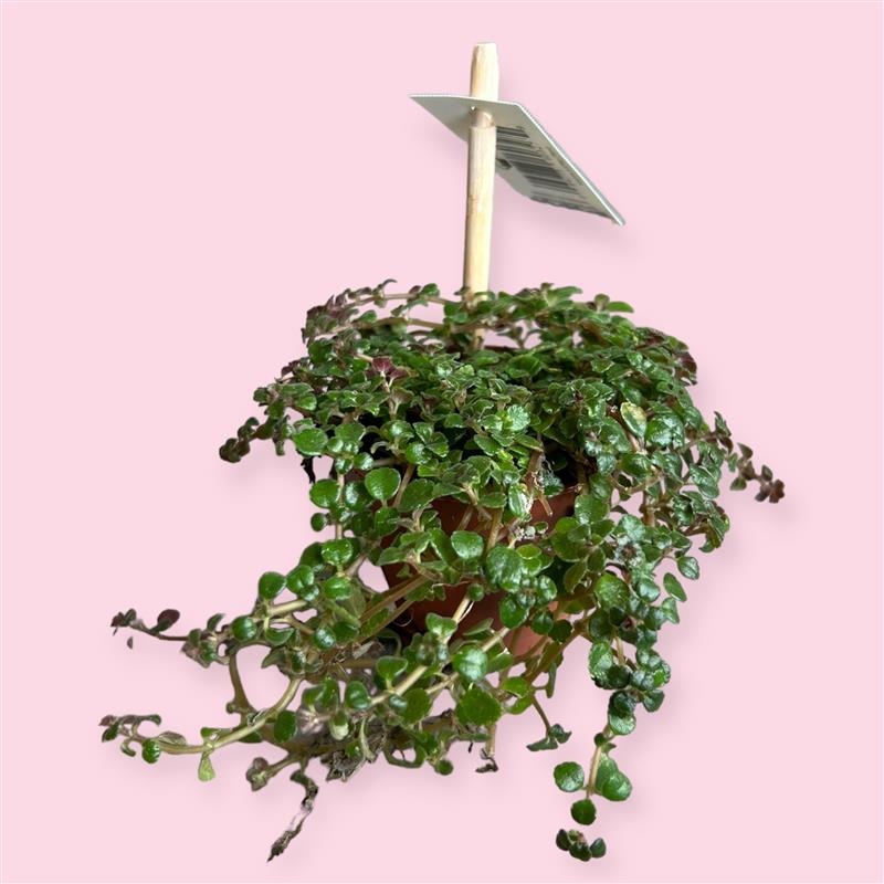 Livingstone Pilea - 2.25" - Livingstone Outdoor