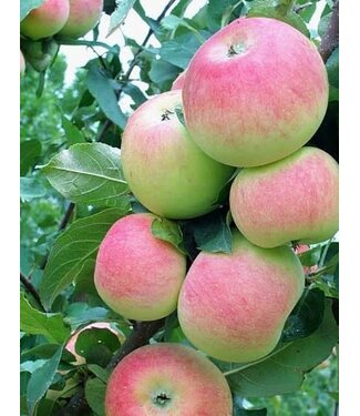 Fruit Trees - Livingstone Outdoor