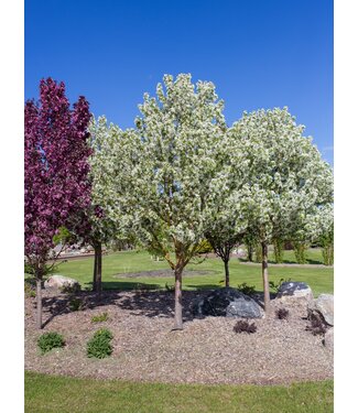 Flowering Trees - Livingstone Outdoor