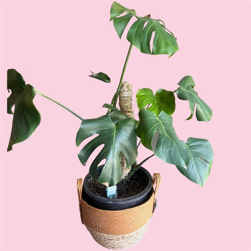 Livingstone Monstera Delisciosa- 3 gallon W/ Mossify Bendable Moss Pole ...