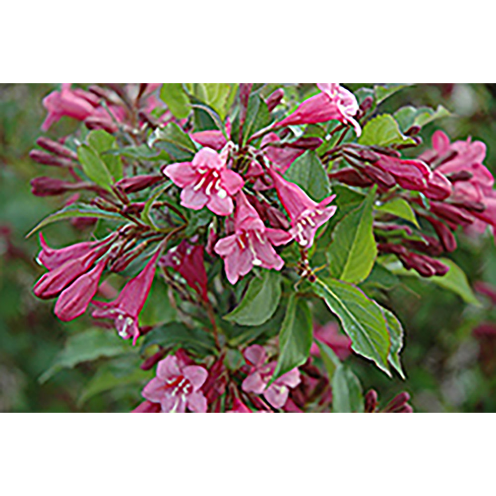 Livingstone Weigela florida 'Rumba' (Weigela) 2gal [1] - Livingstone Outdoor