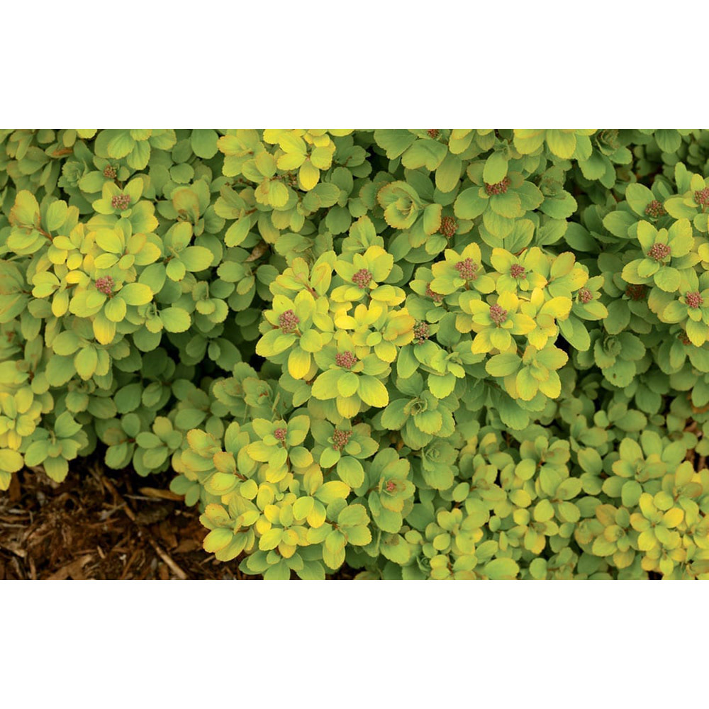 Livingstone Spiraea betulifolia 'Tor Gold' (Glow Girl® Birchleaf Spirea ...