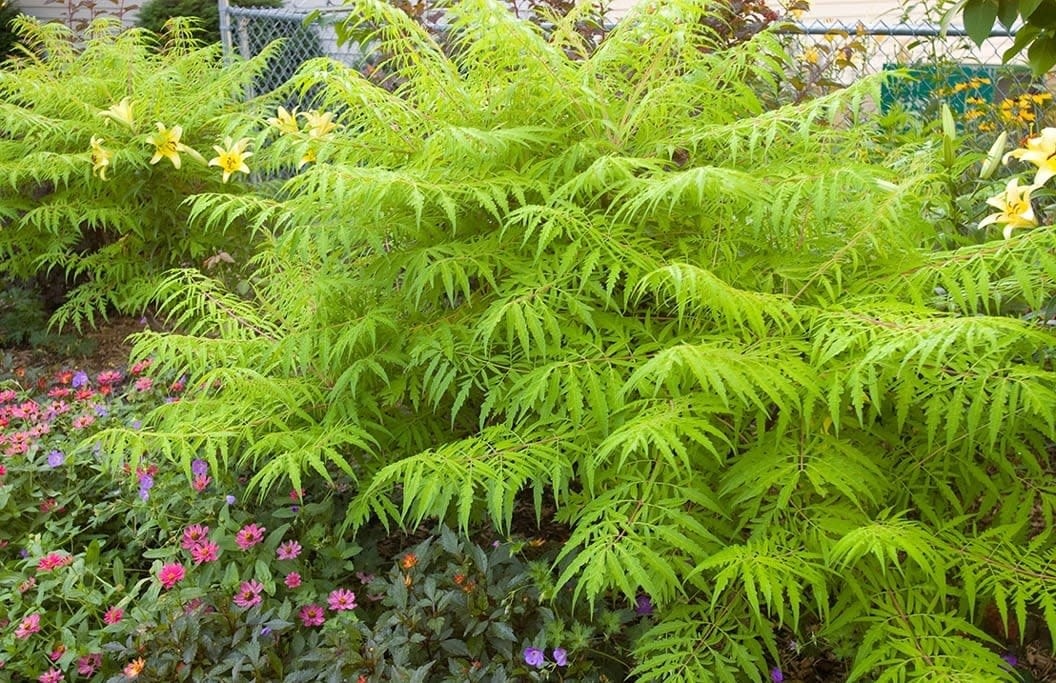 Livingstone Rhus typhina 'Bailtiger' (Tiger Eyes® Sumac) 2gal [1 ...