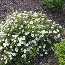 Livingstone Potentilla fruticosa 'Morden Snow' 2gal [1] - Livingstone ...