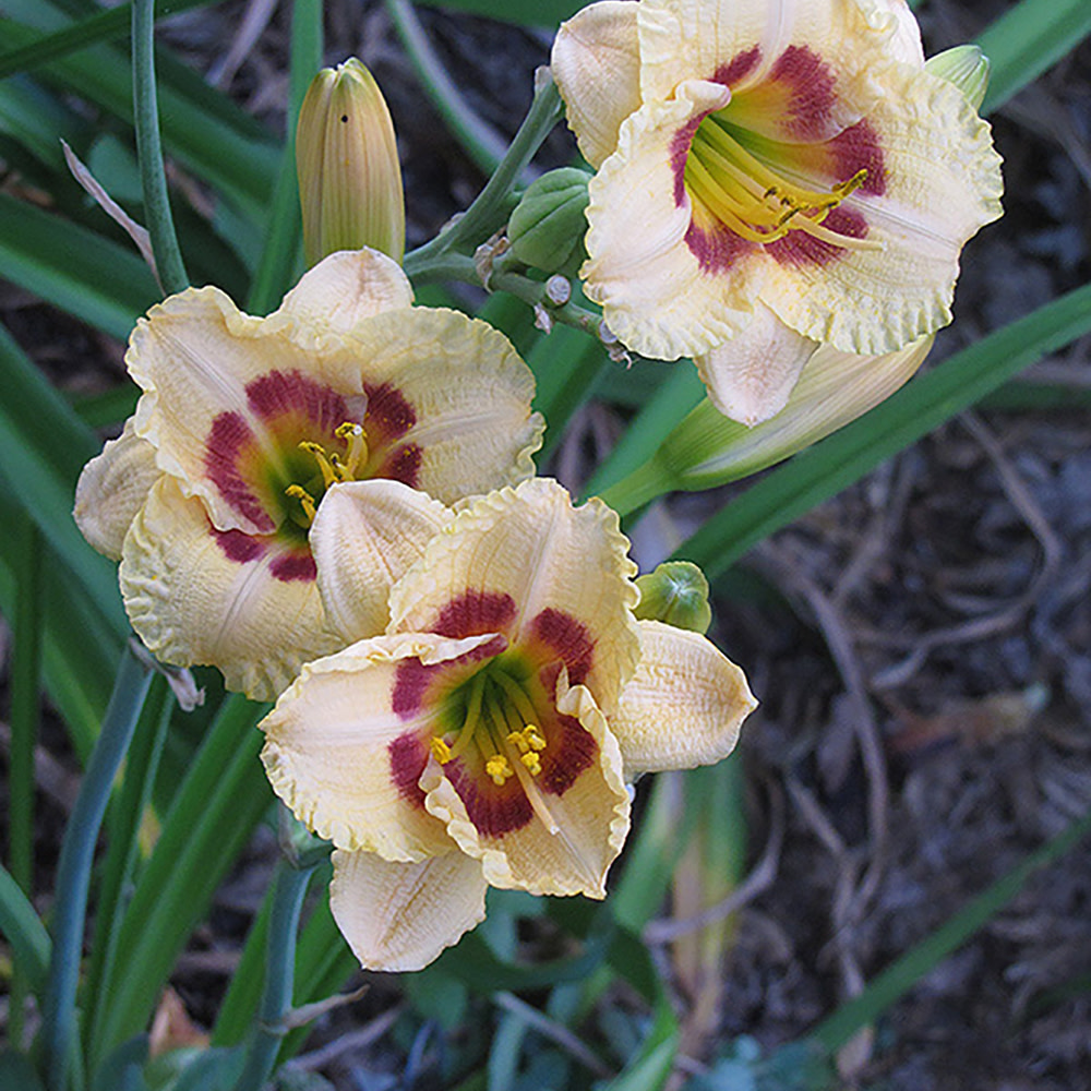 Livingstone Hemerocallis 'Canadian Border Patrol' (Daylily) 1gal [1 ...