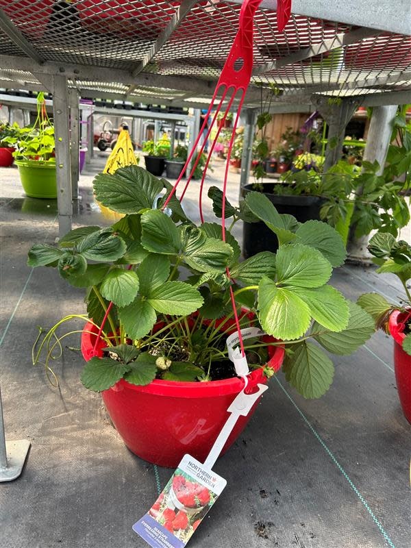 Livingstone Strawberry Hanging Basket 12in [1] - Livingstone Outdoor