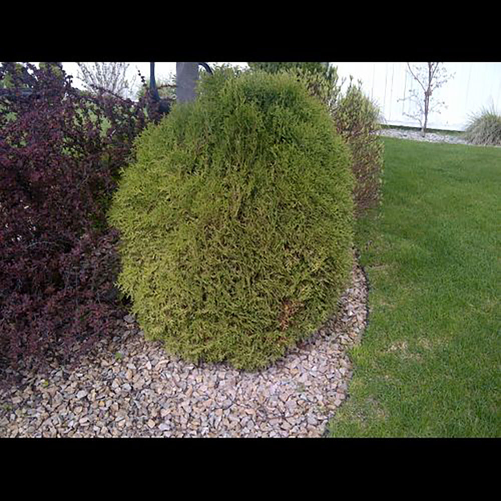 Livingstone Thuja occidentalis (Little Giant Cedar) 2gal [1 ...