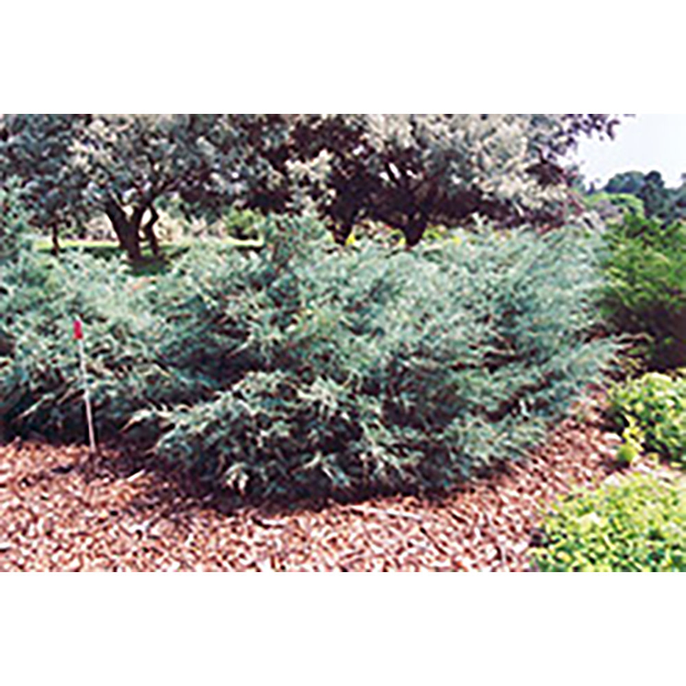 Livingstone Savin Juniper (Juniperus sabina 'Savin') #2 (2 Gallon) [1 ...