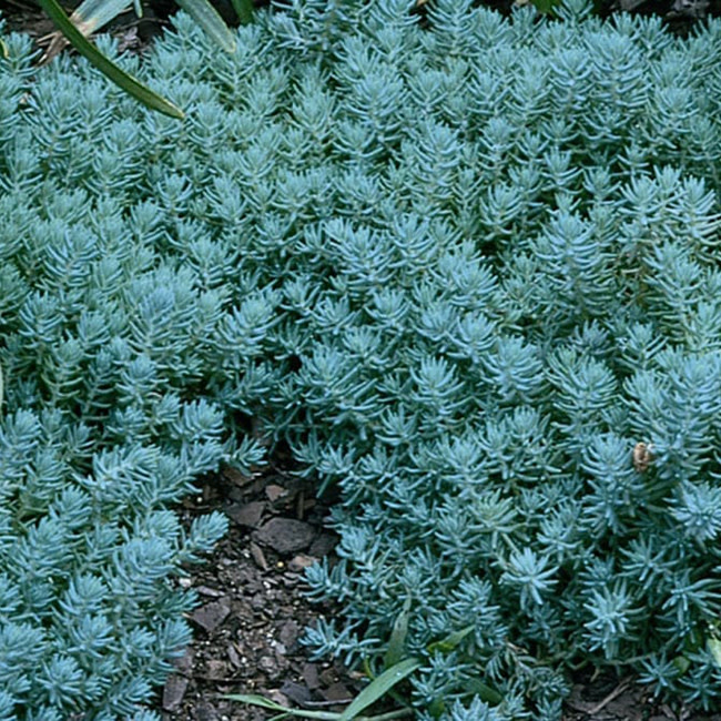 Livingstone Sedum reflexum 'Blue Spruce' (Stonecrop) 3.5in [1 ...