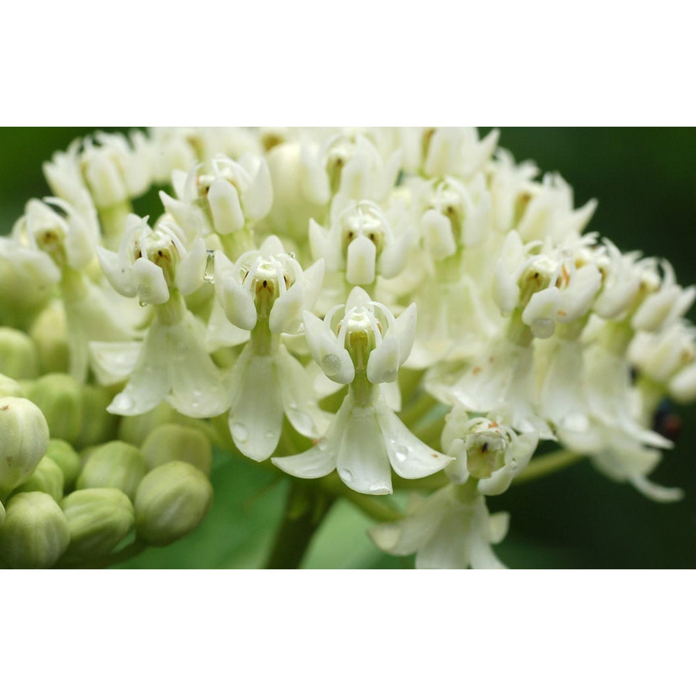 Livingstone Ice Ballet Swamp Milkweed (Asclepias incarnata 'Ice Ballet ...
