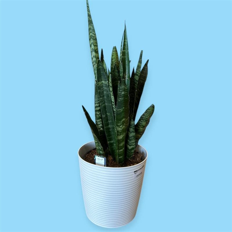 Livingstone Snake Plant Green 10in. - Livingstone Outdoor