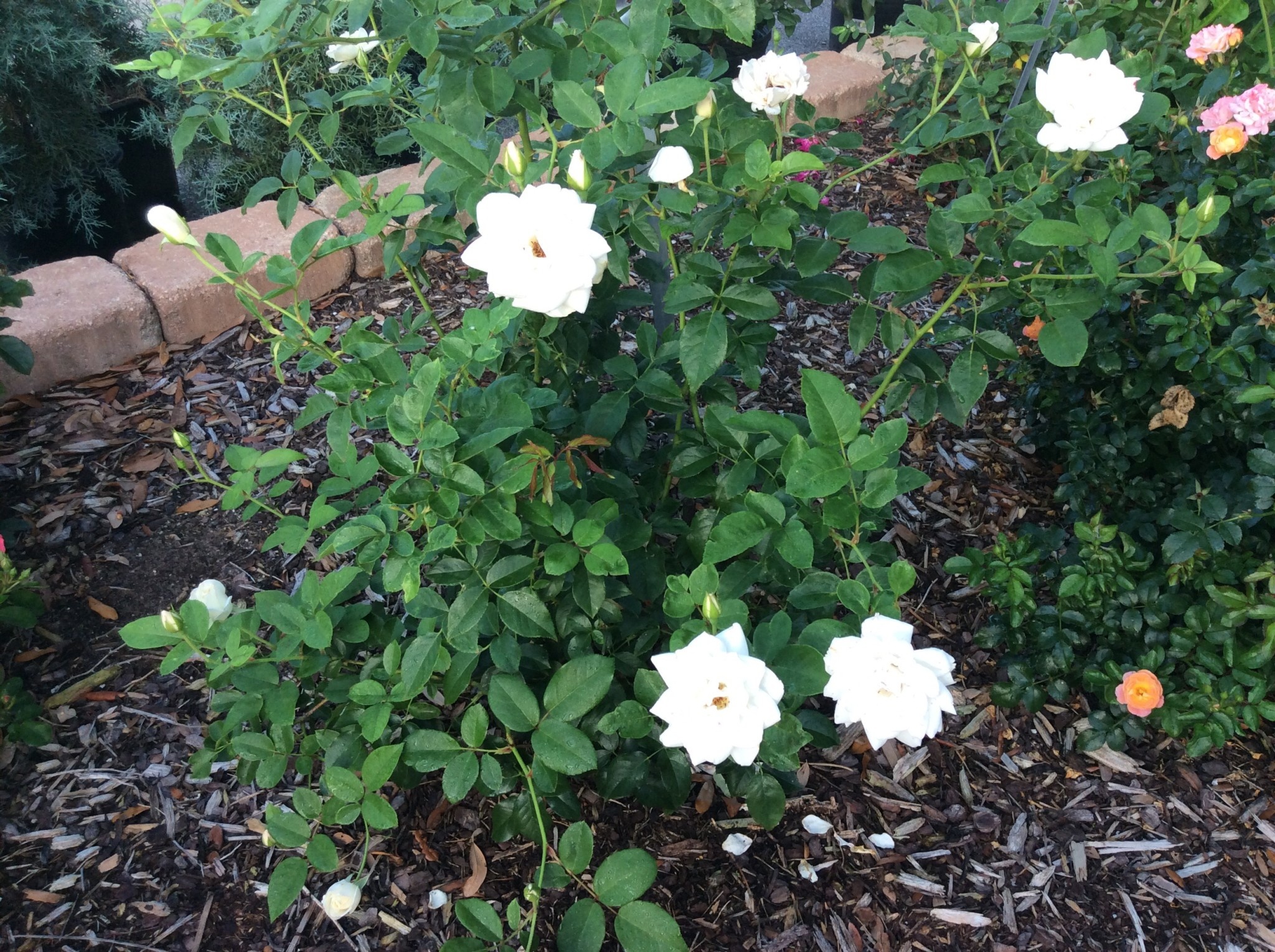 Rose 'Iceberg' | Gardenergoto