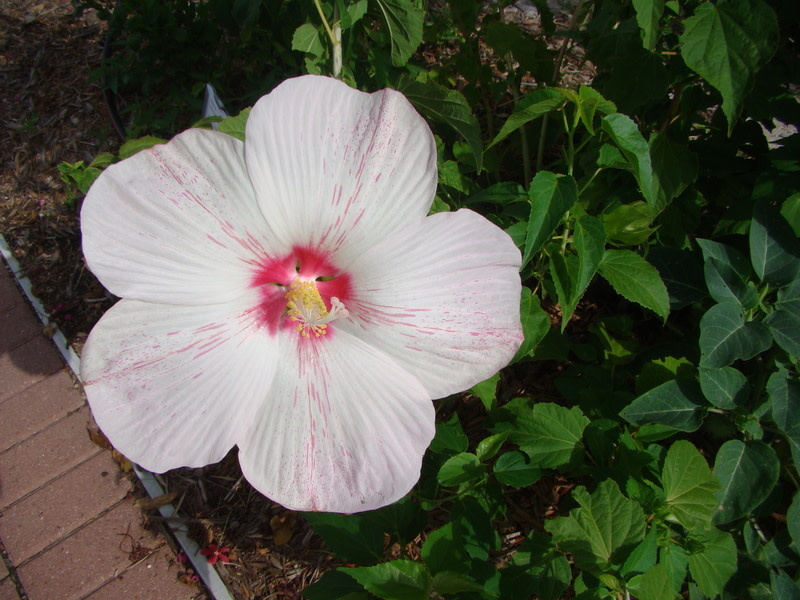 Hibiscus Perennial 'Peppermint Flare' (white W/pink Center) | Gardenergoto
