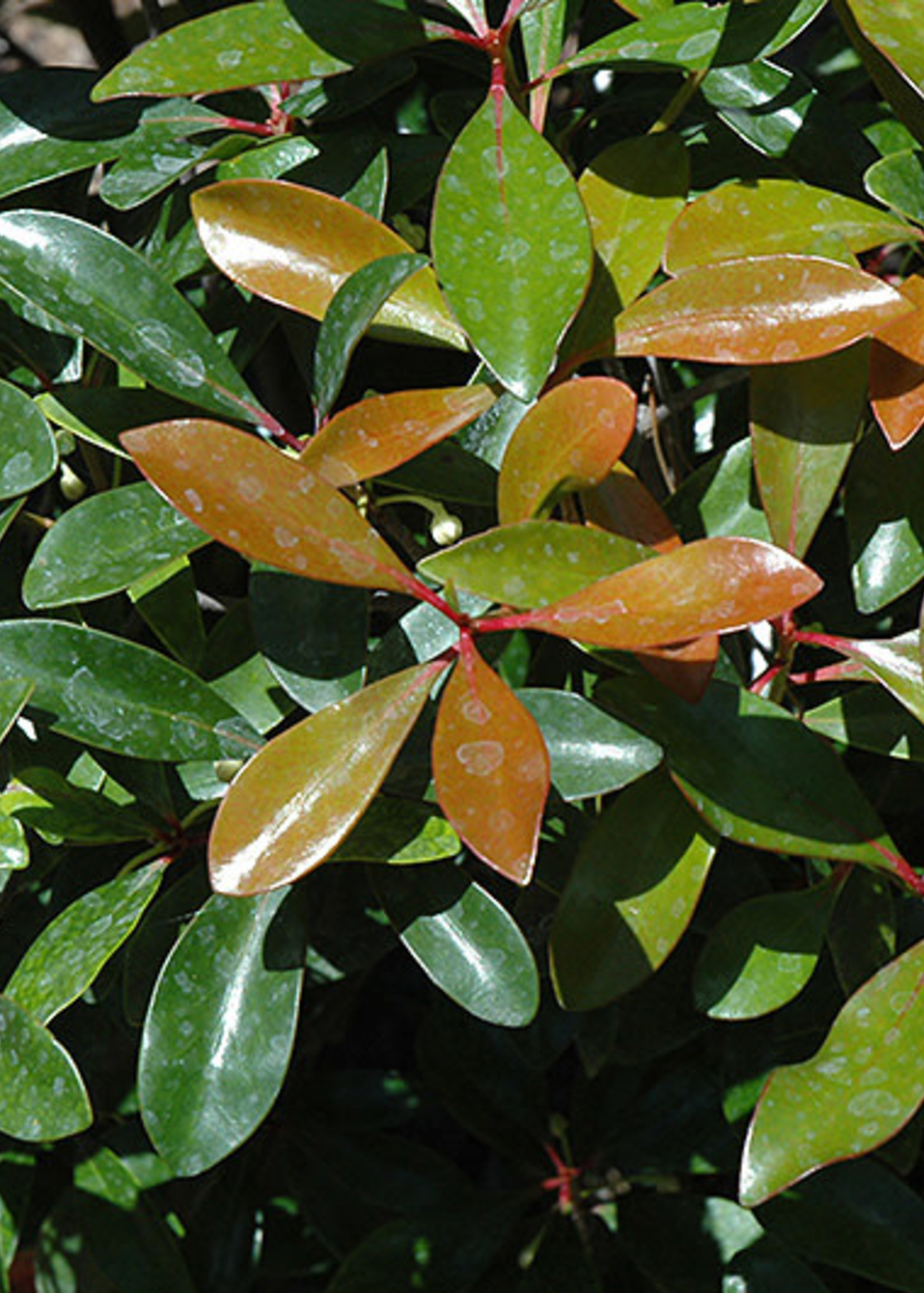 CLEYERA JAPONICA 3G-GROWERS OUTLET WILLIS, TEXAS - Growers Outlet ...
