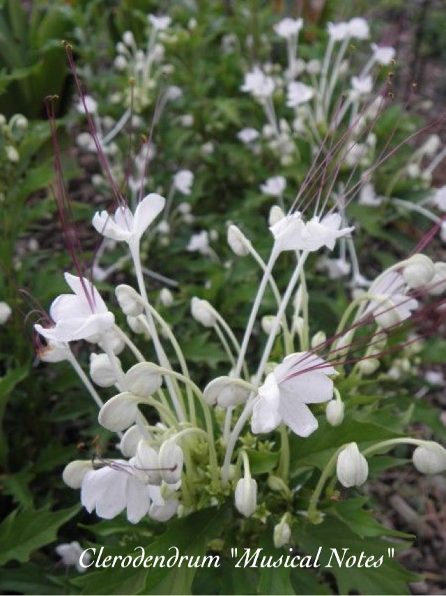 Clerodendrum 'Musical Notes' | Gardenergoto