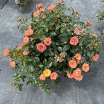 Growers Outlet Nursery & Garden Center - Growers Outlet Willis Texas