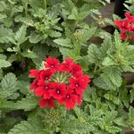 Growers Outlet Nursery & Garden Center - Growers Outlet Willis Texas