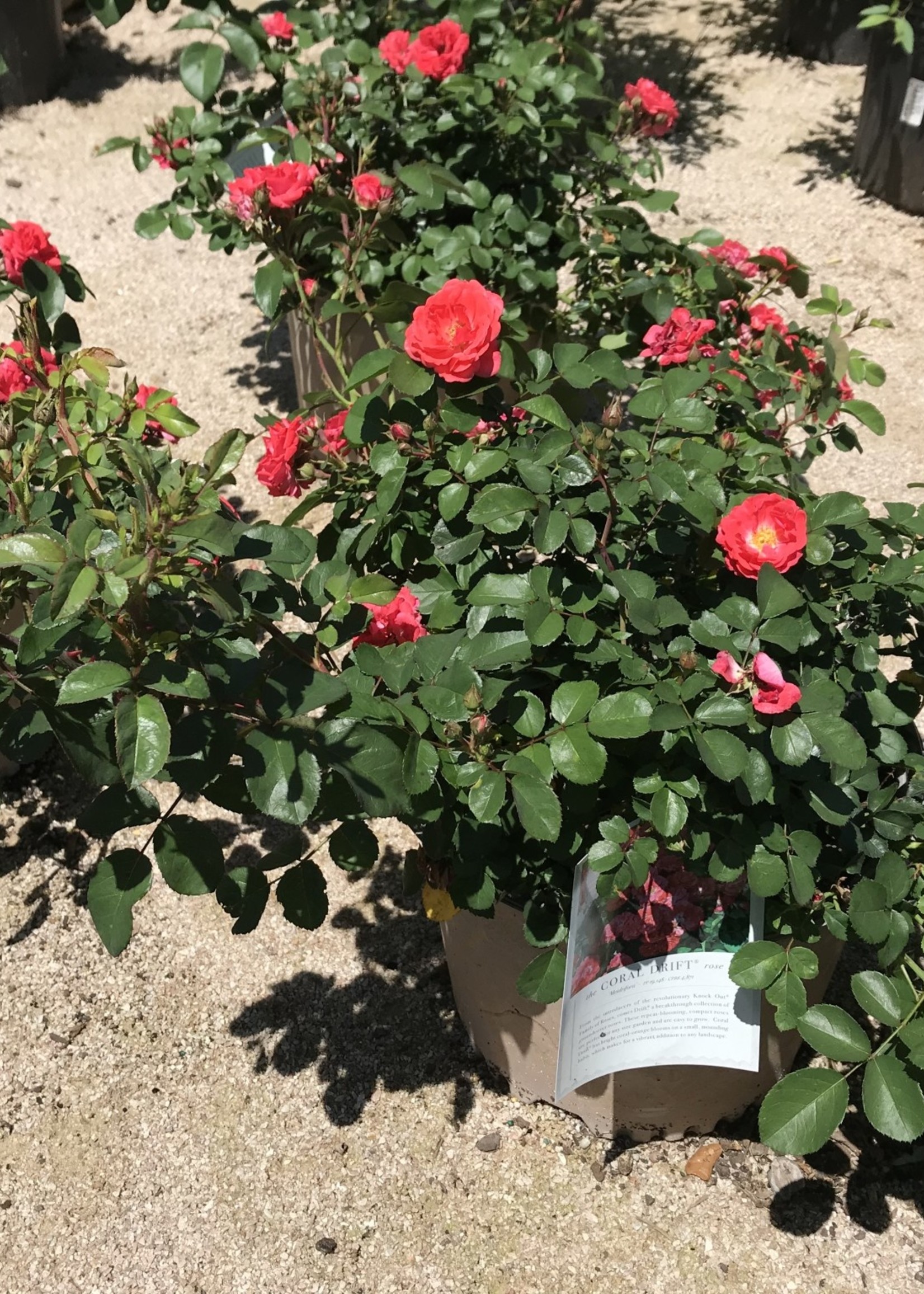 Coral Drift Roses Home Depot at Lisa Bassett blog