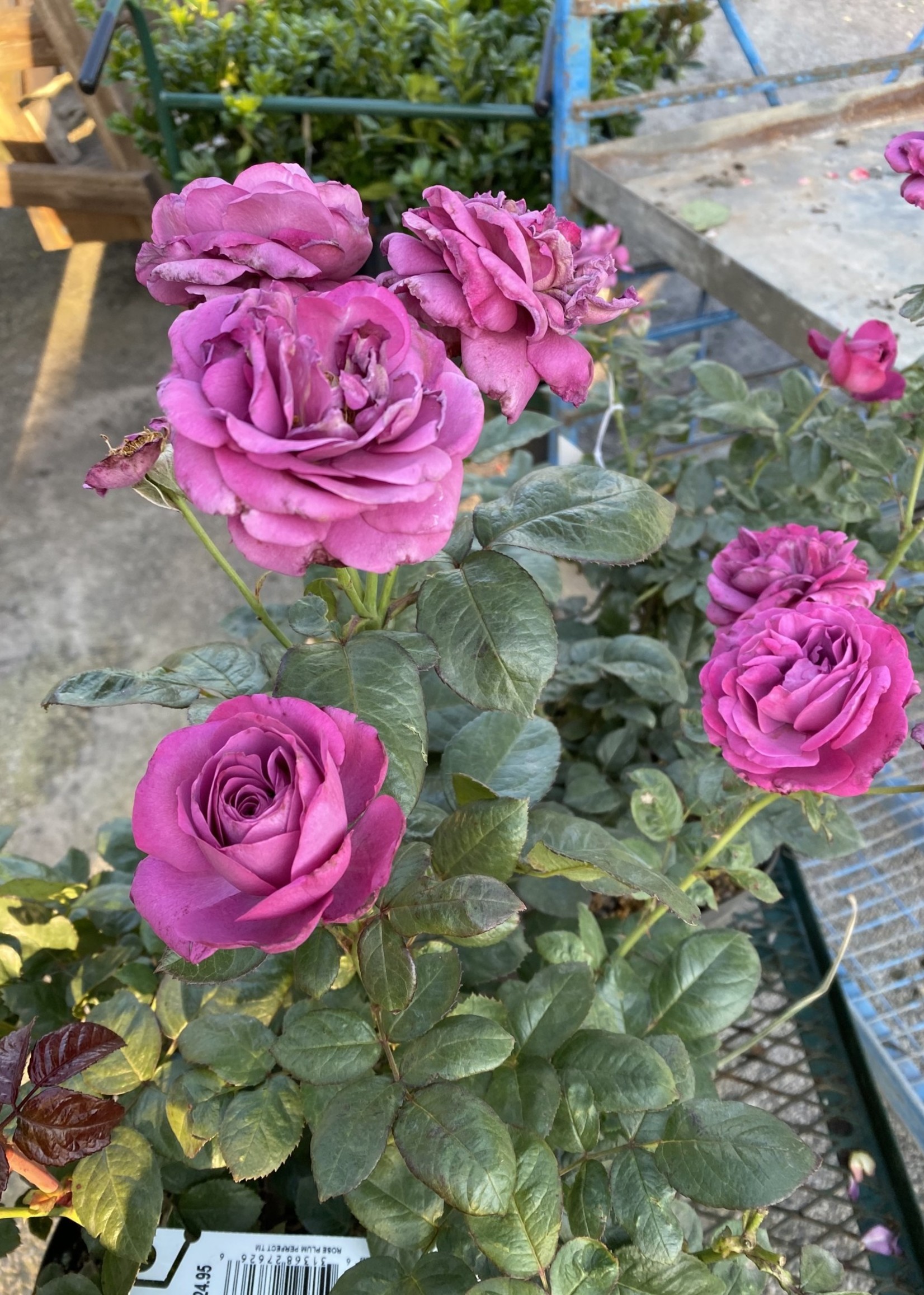 ROSE, Plum Perfect 3G - Growers Outlet Willis Texas