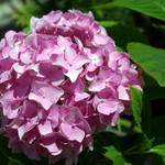 Growers Outlet Nursery & Garden Center - Growers Outlet Willis Texas