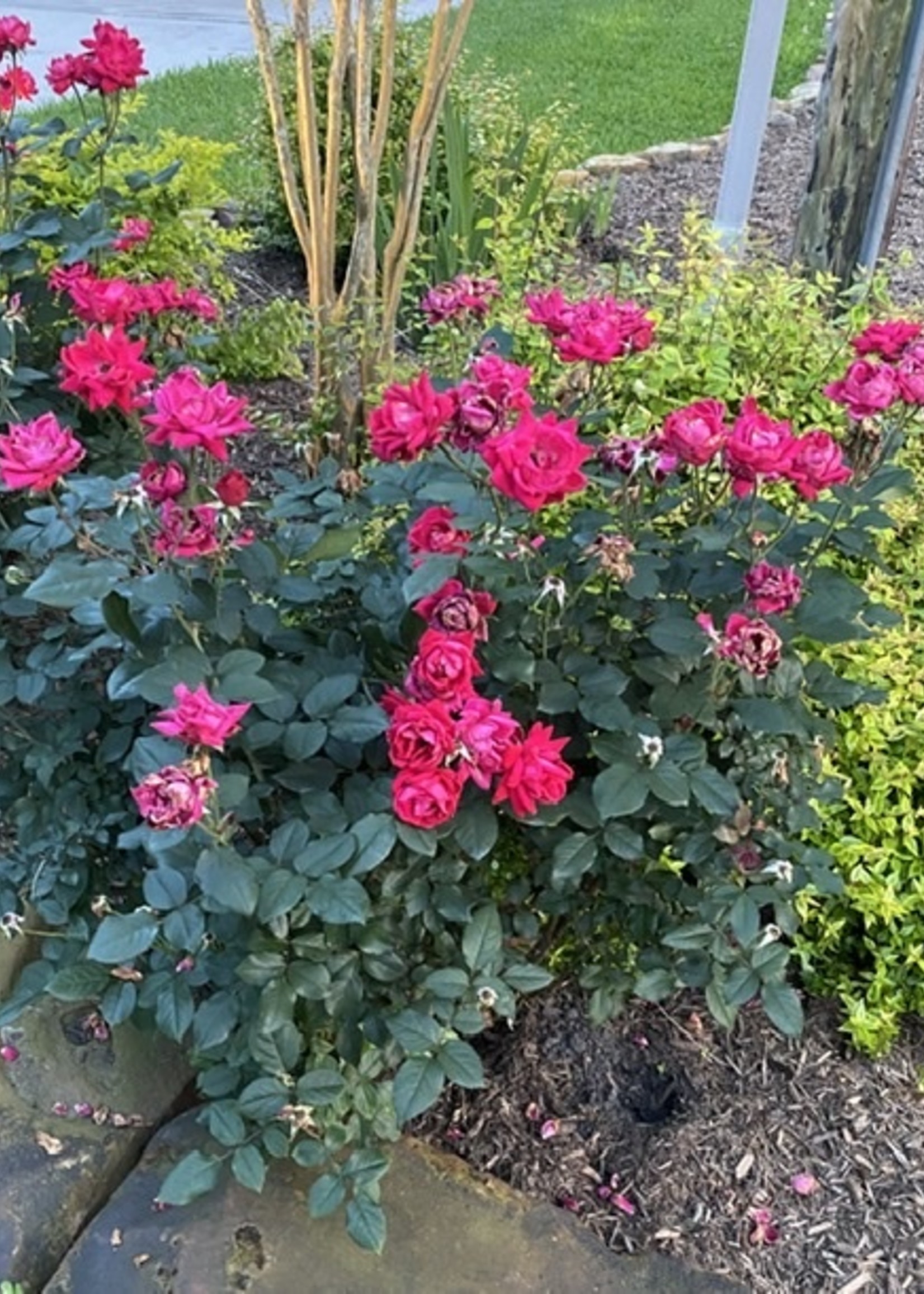 'KNOCK OUT' ROSE, DOUBLE RED 3G- GROWERS OUTLET WILLIS, TEXAS - Growers ...