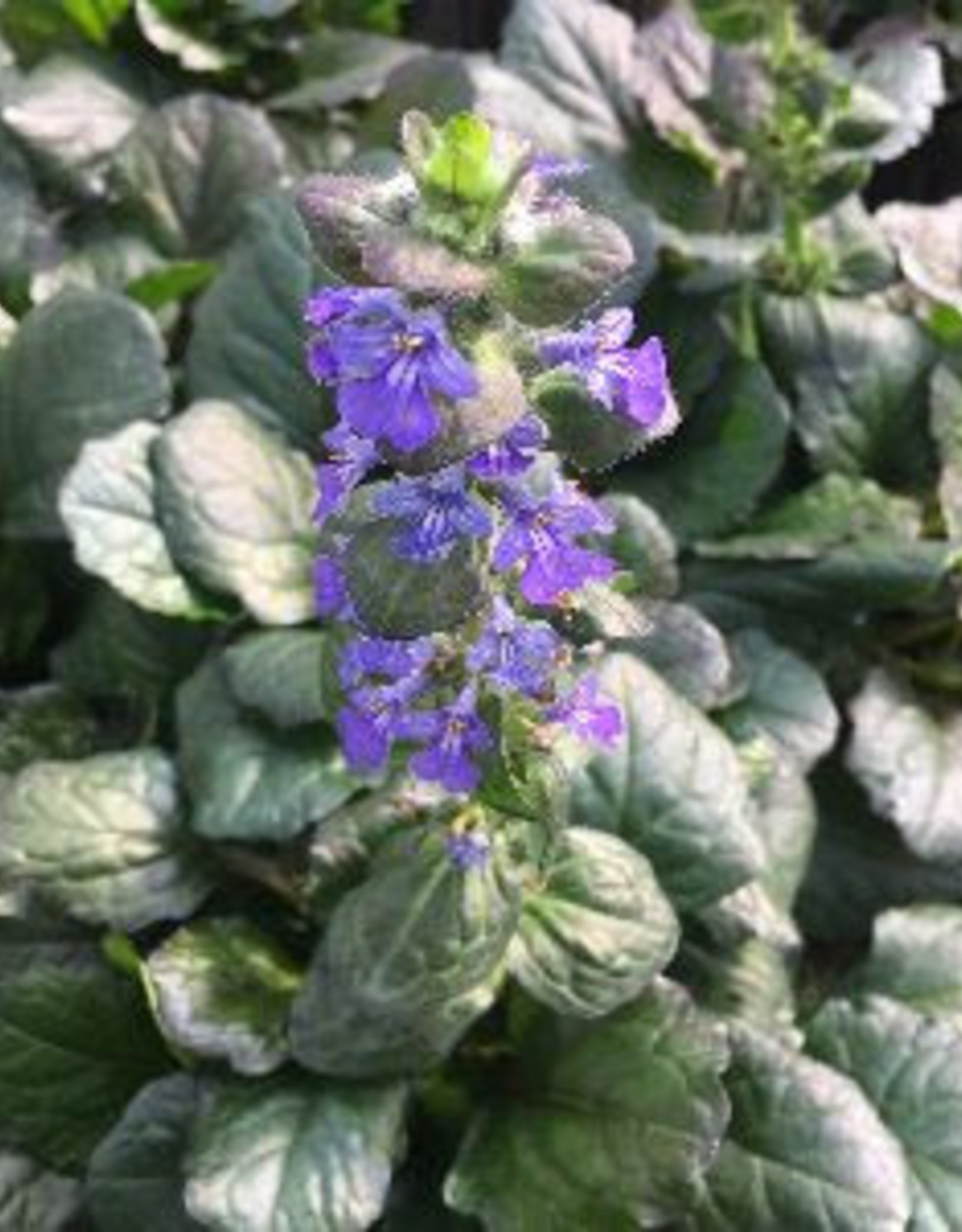 AJUGA 4" - Growers Outlet