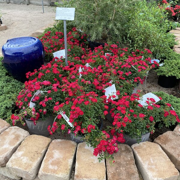 'DRIFT' ROSE - Growers Outlet Willis Texas