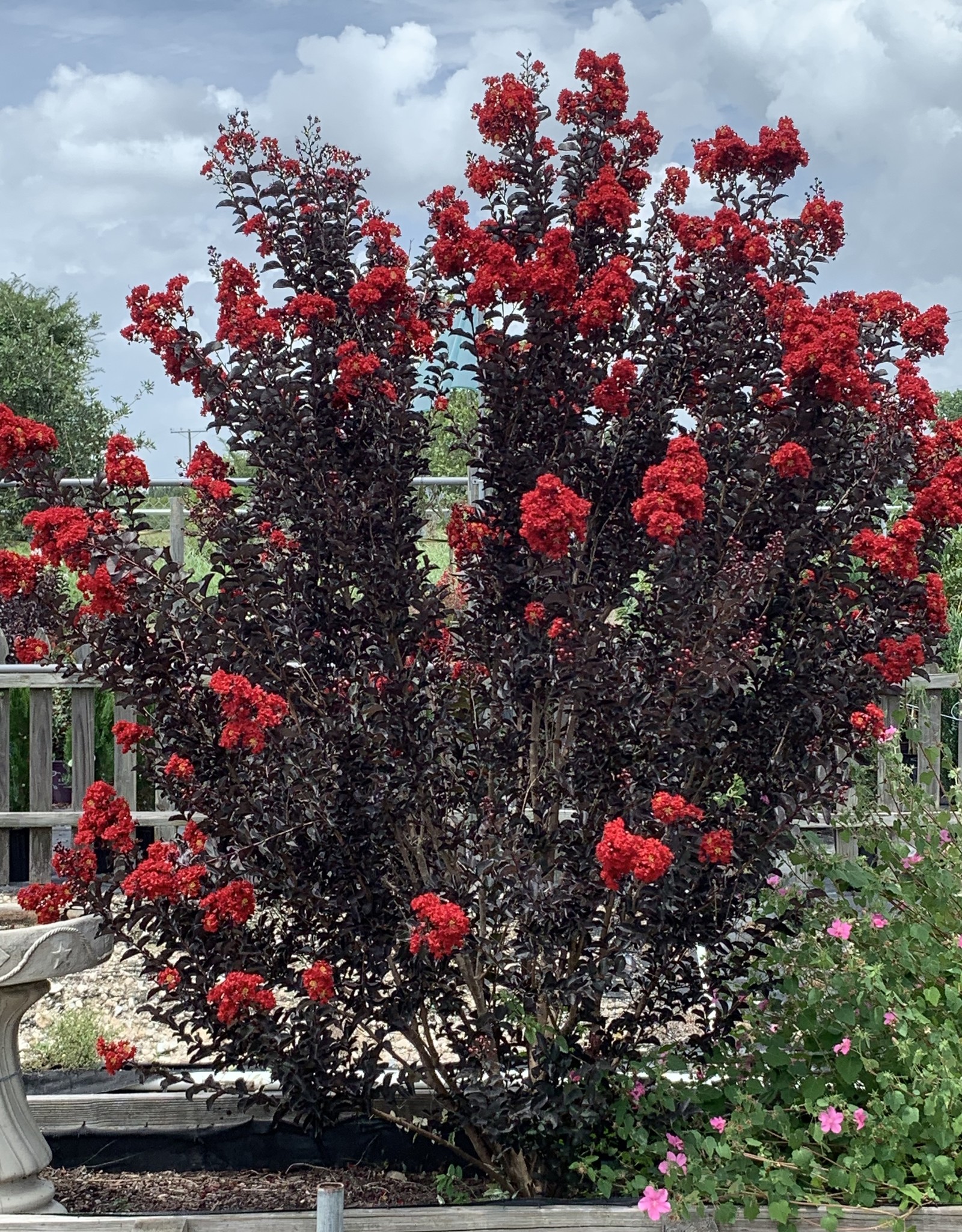 Crape Myrtle, Ebony Flame 3G (black leaves red flowers) $24.95 ...