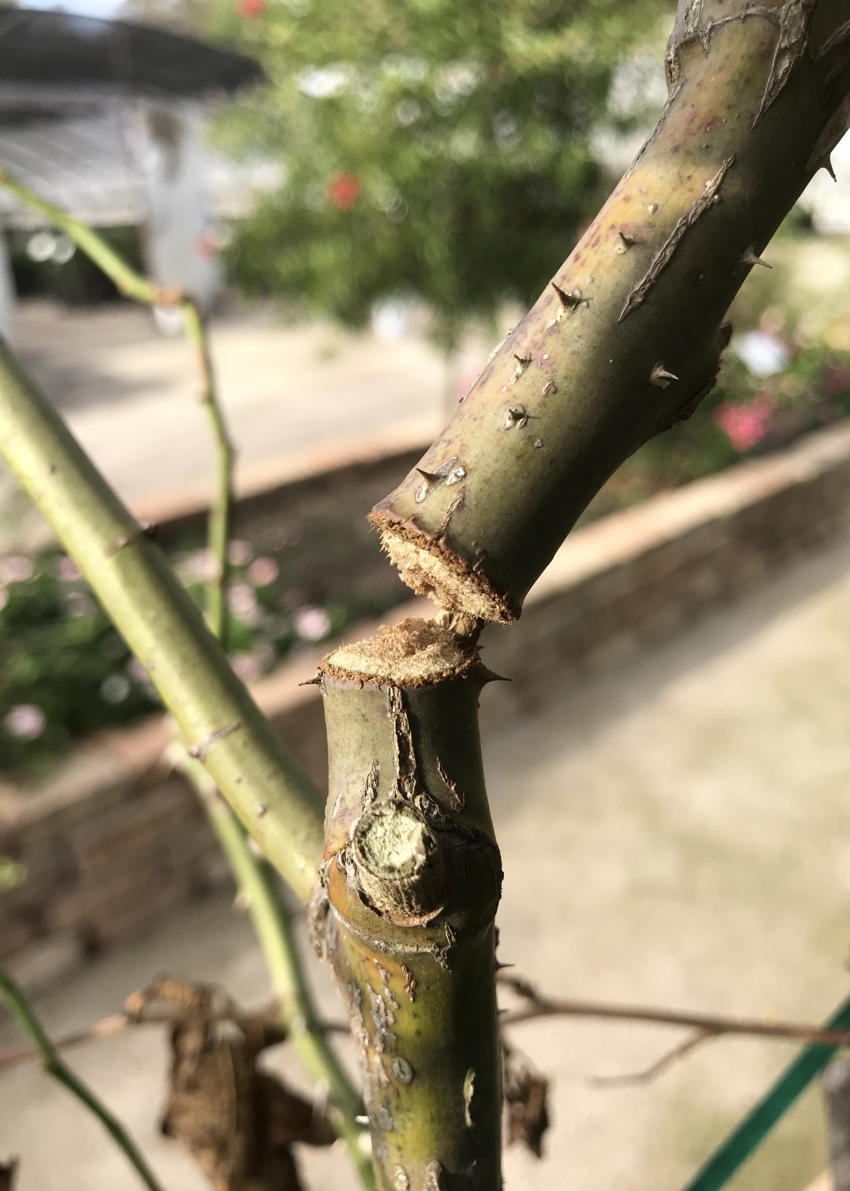 Insect, Twig Girdler - Growers Outlet Willis Texas